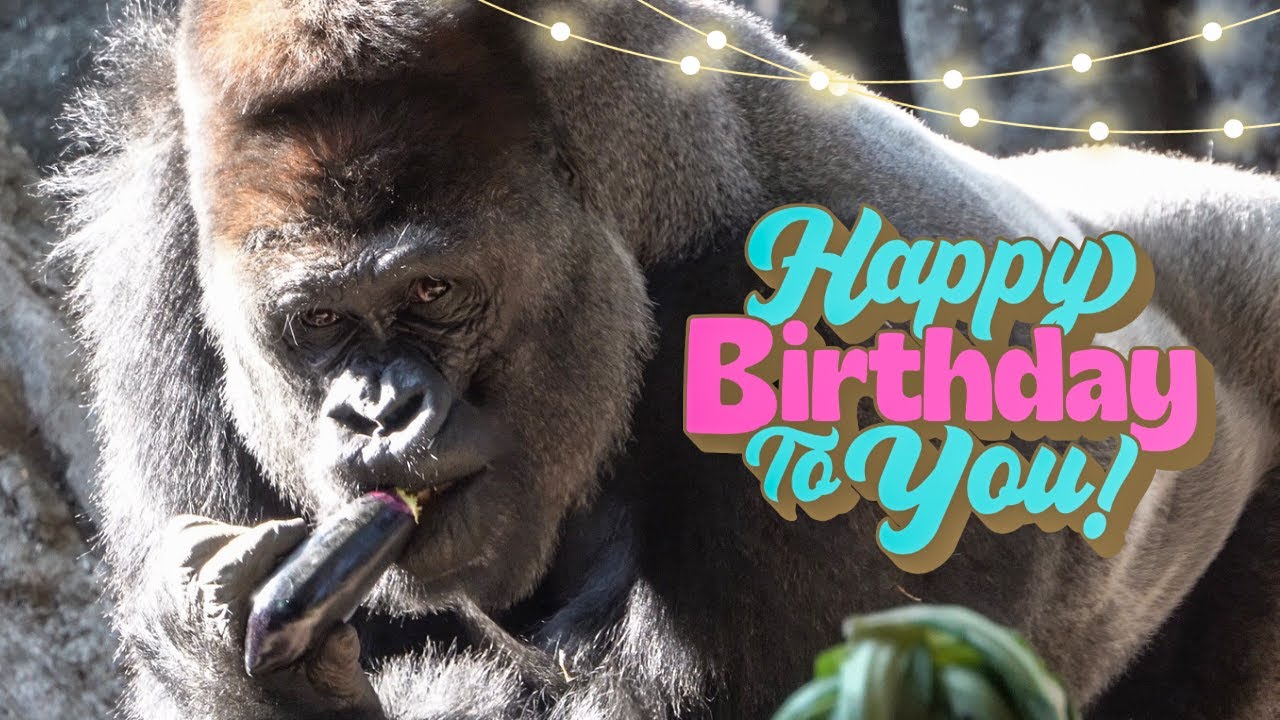 💐HAPPY 30TH BIRTHDAY, HAOKO! One of the most beautiful silverback ...