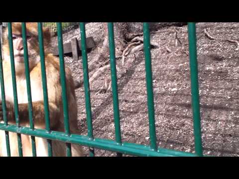 Das Affen Parlament im Kameltheater Kernhof