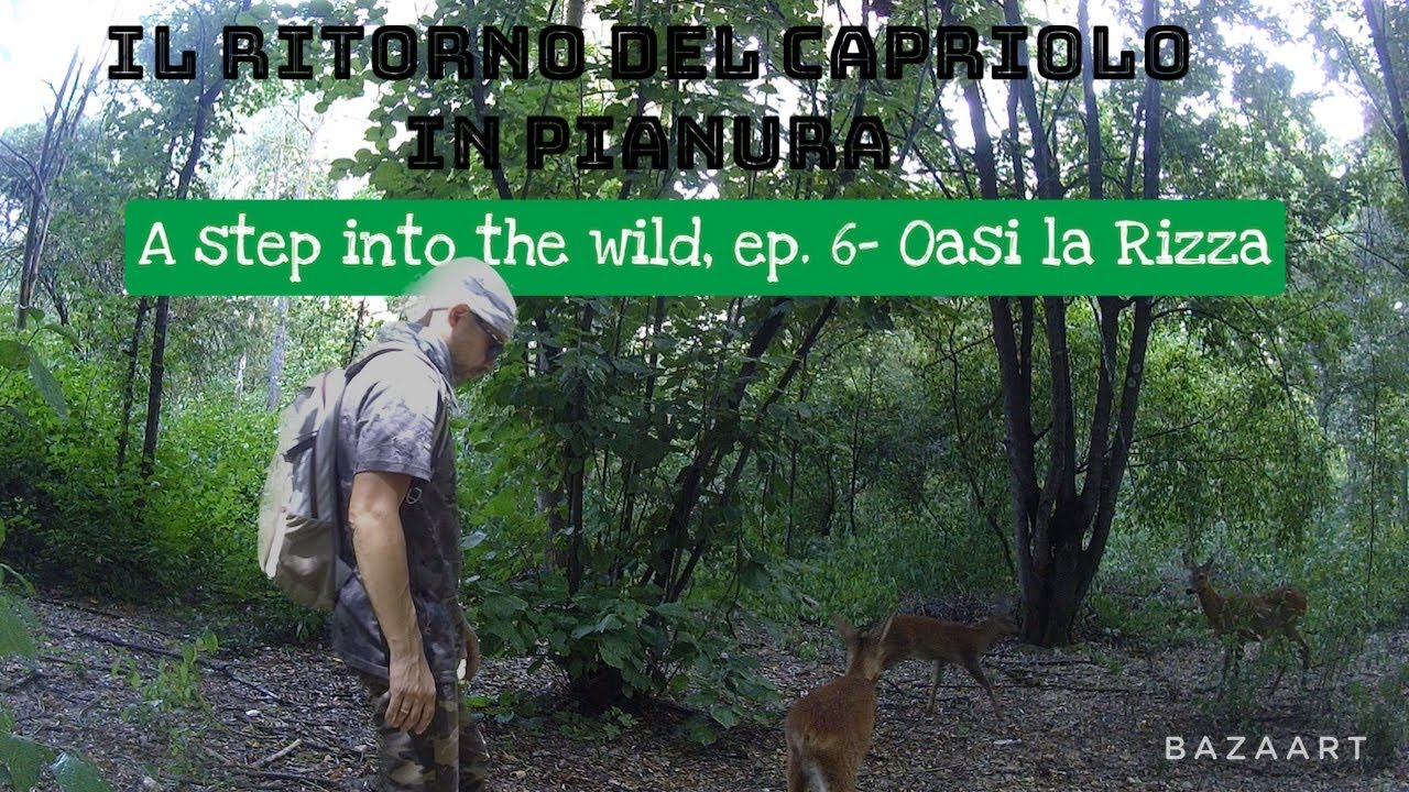 Il ritorno del capriolo in pianura - Oasi la Rizza (Bentivoglio,Bo ...