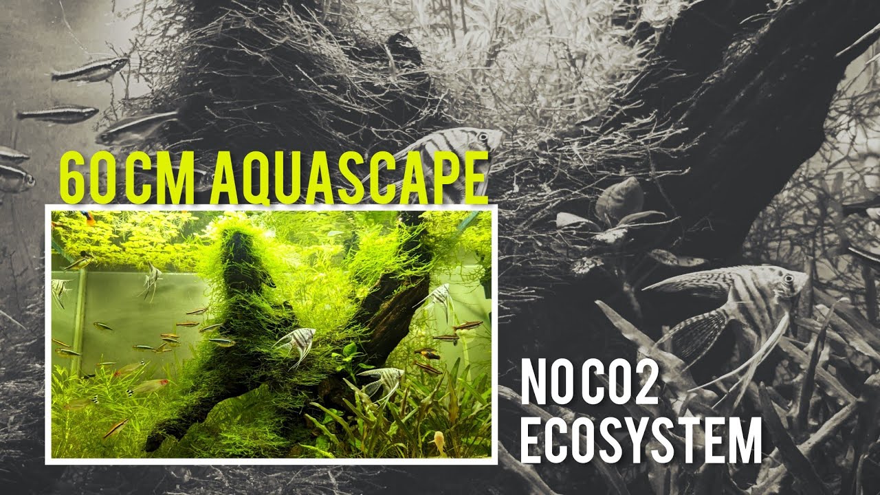 Natural Ecosystem Aquascape. NoCo2 | Low Tech | 4K - YouTube