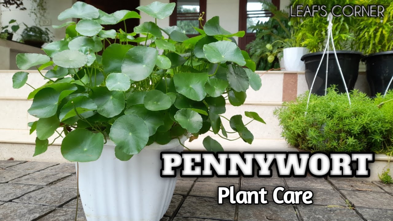 pennywort-care-and-propagation-aquaplant-youtube