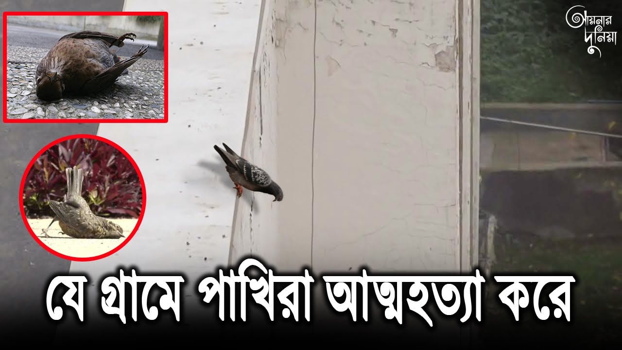 রহস্যময় জাতিঙ্গা গ্রামে পাখিদের আত্মহনন | Mysterious Jatinga Village ...