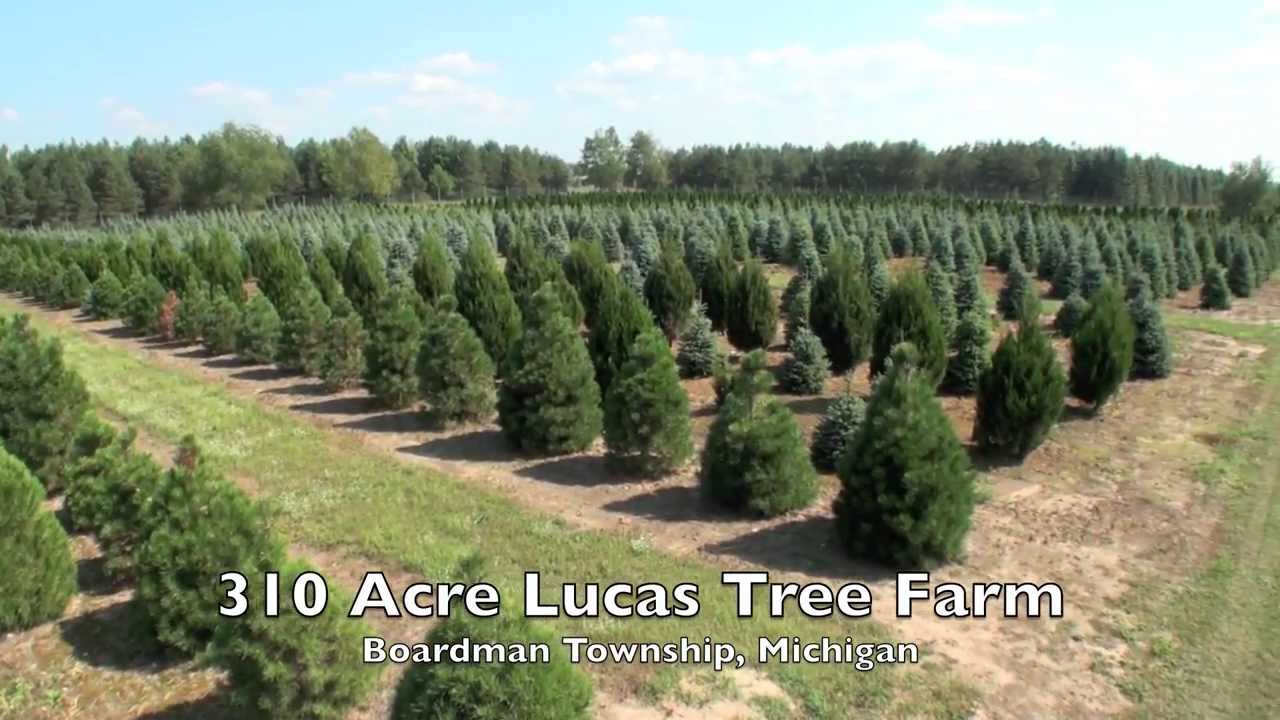 Lucas Tree Farm - YouTube