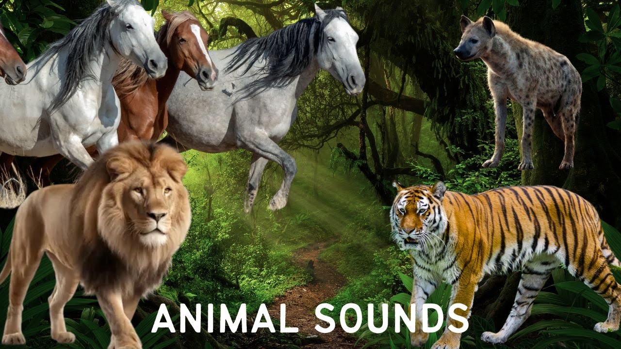 "Fun Animal Sounds for Kids" | Animal Sounds | - YouTube