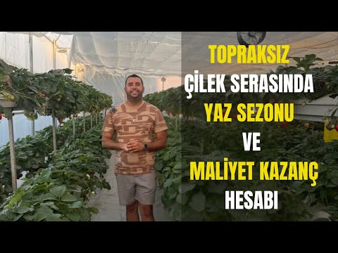 Topraksız çilek serasında en çok merak edilenler.