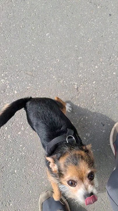 Няня я так долго ждала тебя ️🐶💖 ульяновск креветкакреветуля собака