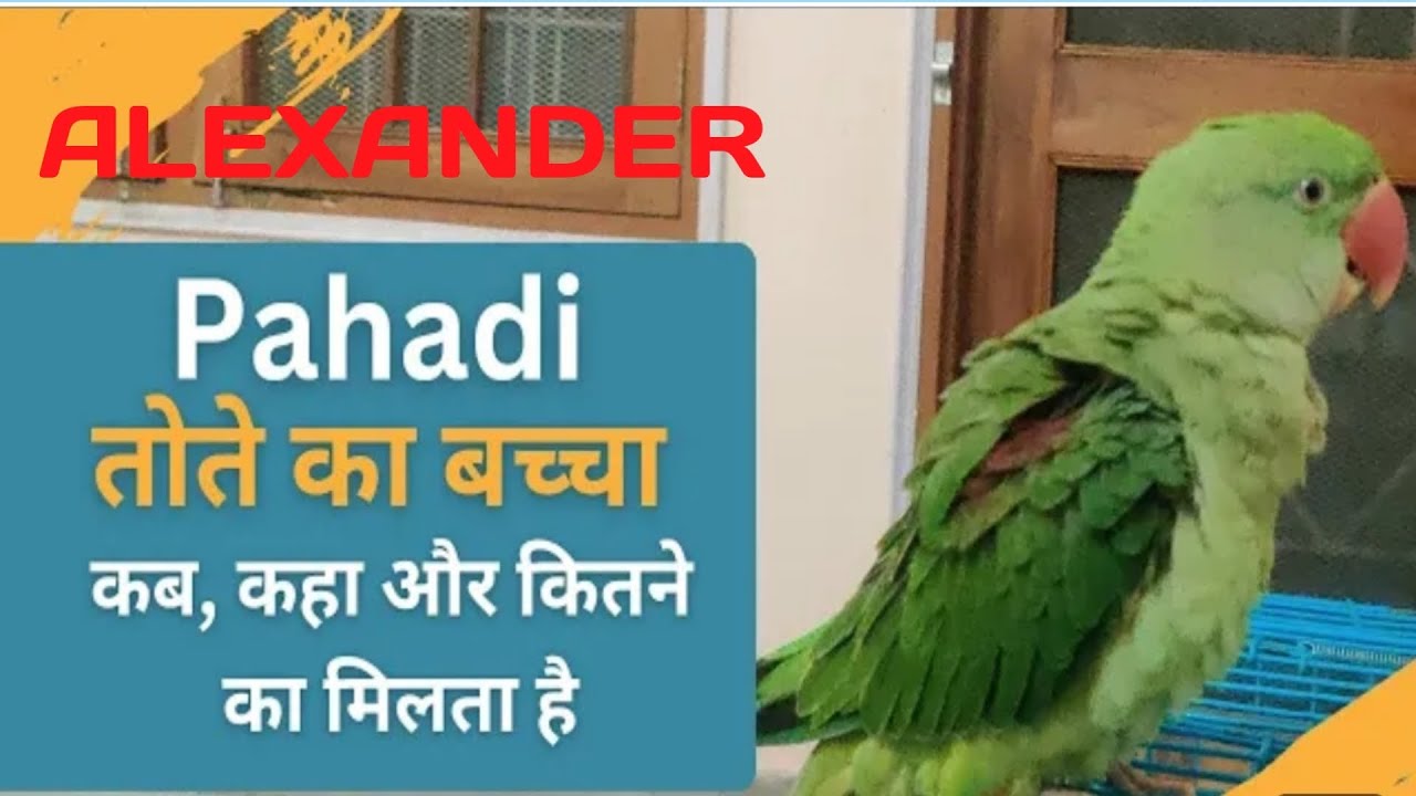 TOTA KA BACCHA | ALEXANDER KA BACCHA - YouTube