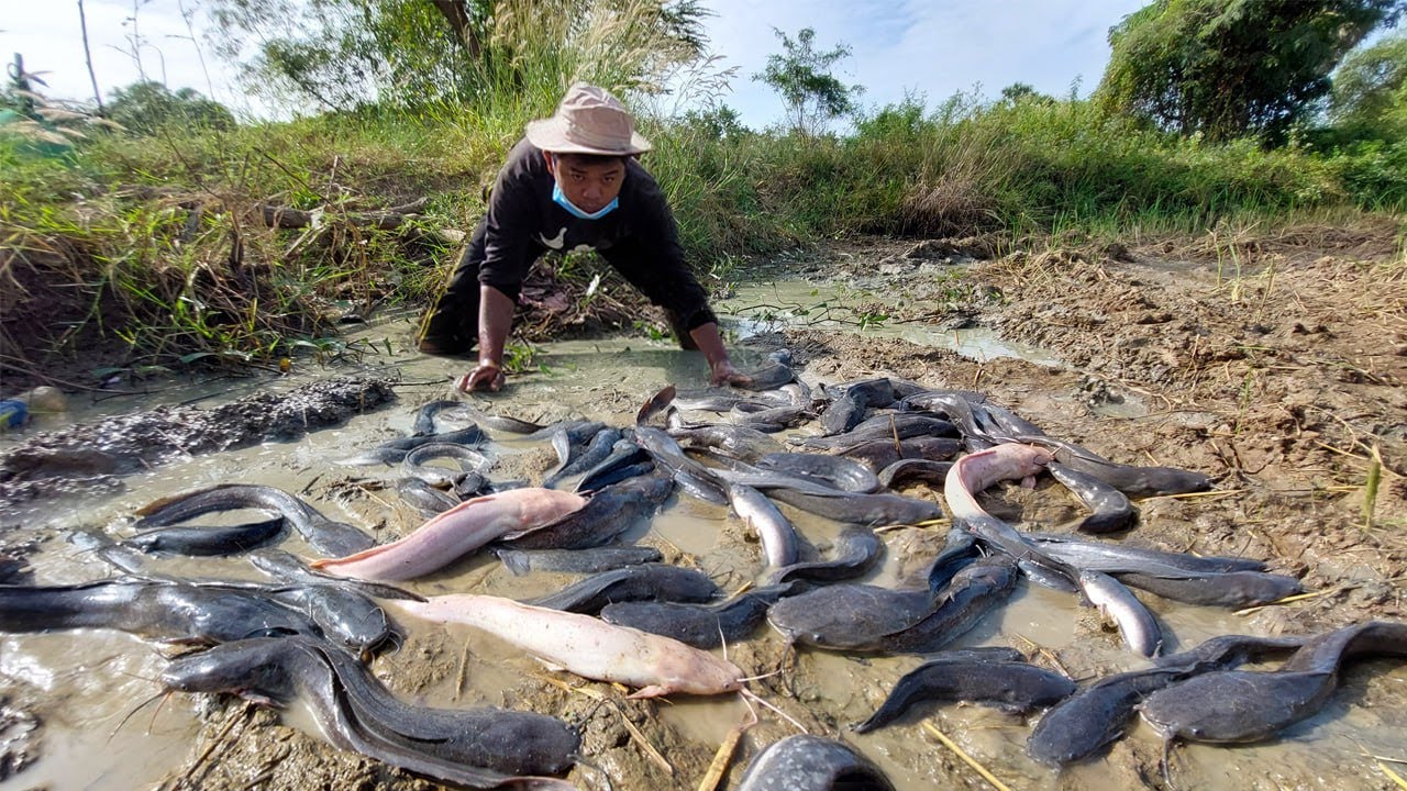 Amazing unique - man catch a lot of fish in fields - YouTube
