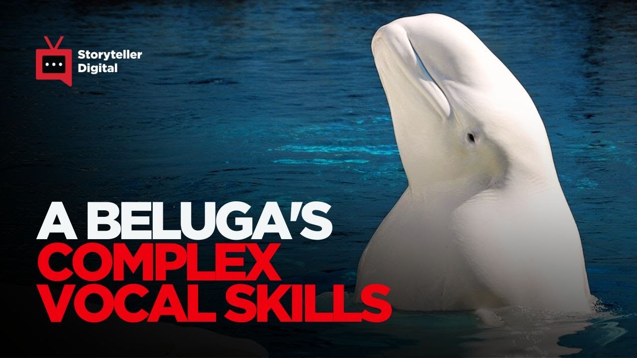 Singing Sea Canaries: The AMAZING Beluga Whale (Before It's Too Late ...