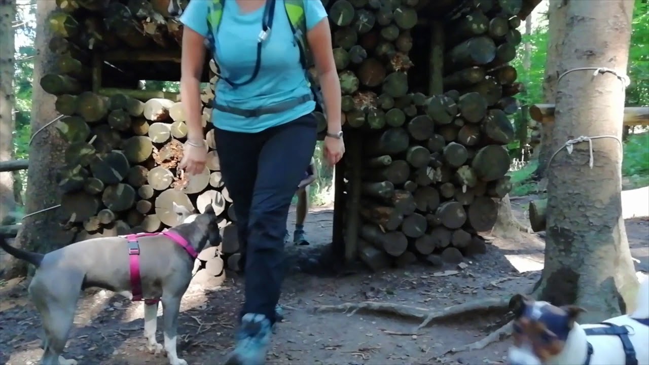 Hobbit Dog Adventure: Un Viaggio Inaspettato. Lo Spirito del Bosco ...