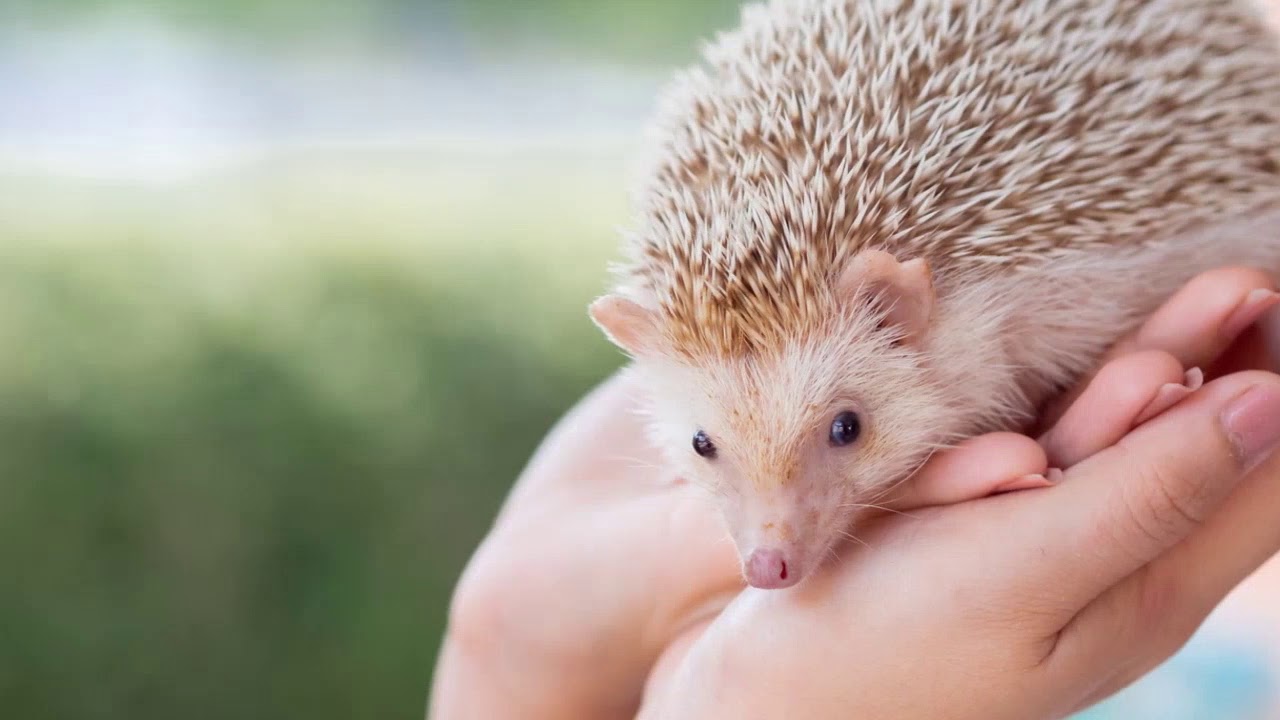 How to Draw a Hedgehog (Tenrec) - YouTube