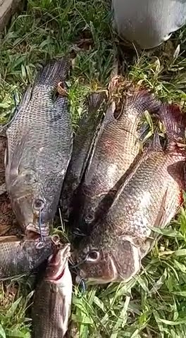 mantap mantap joss dan joss - YouTube