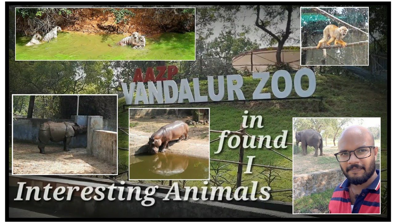 Vandalur Zoo | Interesting Animals | Deva KS - YouTube