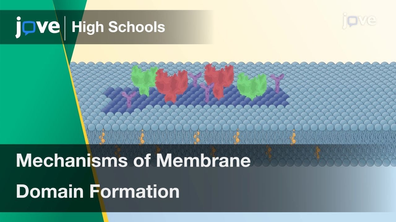 Mechanisms of Membrane Domain Formation | Cell Bio | Video Textbooks ...
