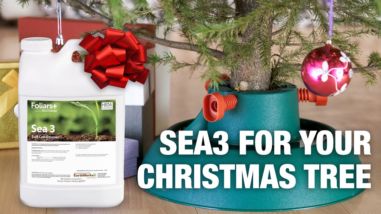 2 Minute Turf Talk - Sea3 For Your Christmas Tree - YouTube