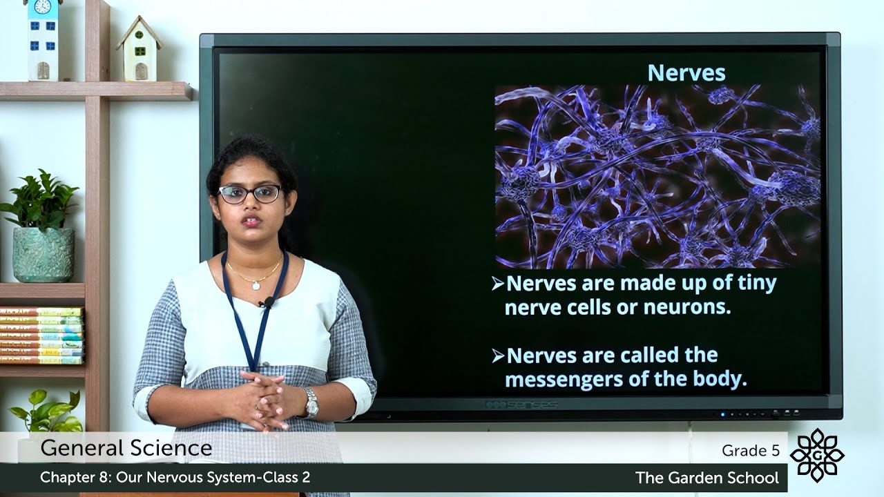 Grade 5 General Science Chapter 8 Class 2 Spinal Cord, Nerves and ...