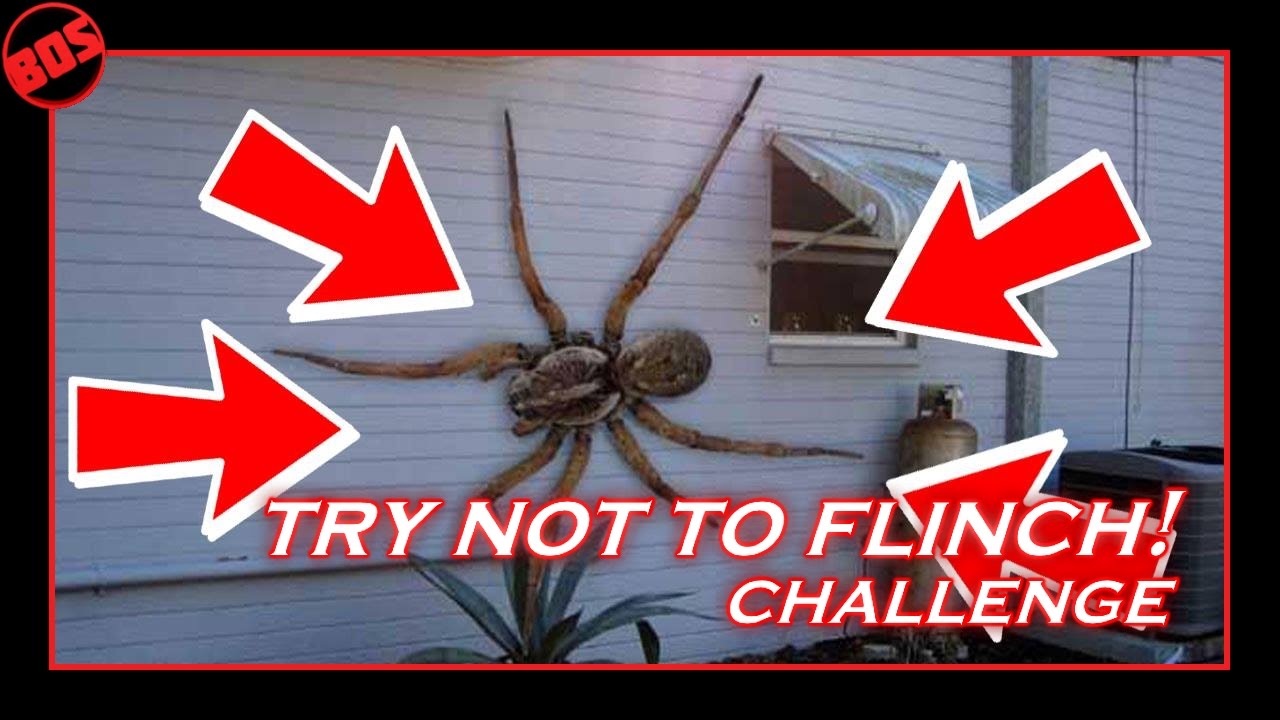 Try Not To Flinch Challenge!!! - YouTube