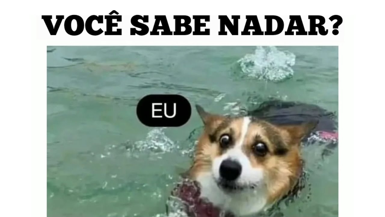MELHORES MEMES EM IMAGENS - VOCÊ SABE NADAR? - YouTube