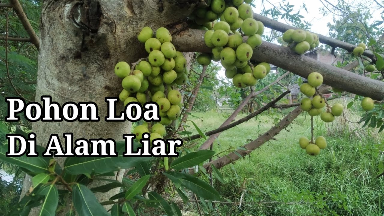 Mengenal Ciri Ciri Pohon Loa / Lo || Ficus Racesoma || Di Alam Liar ...