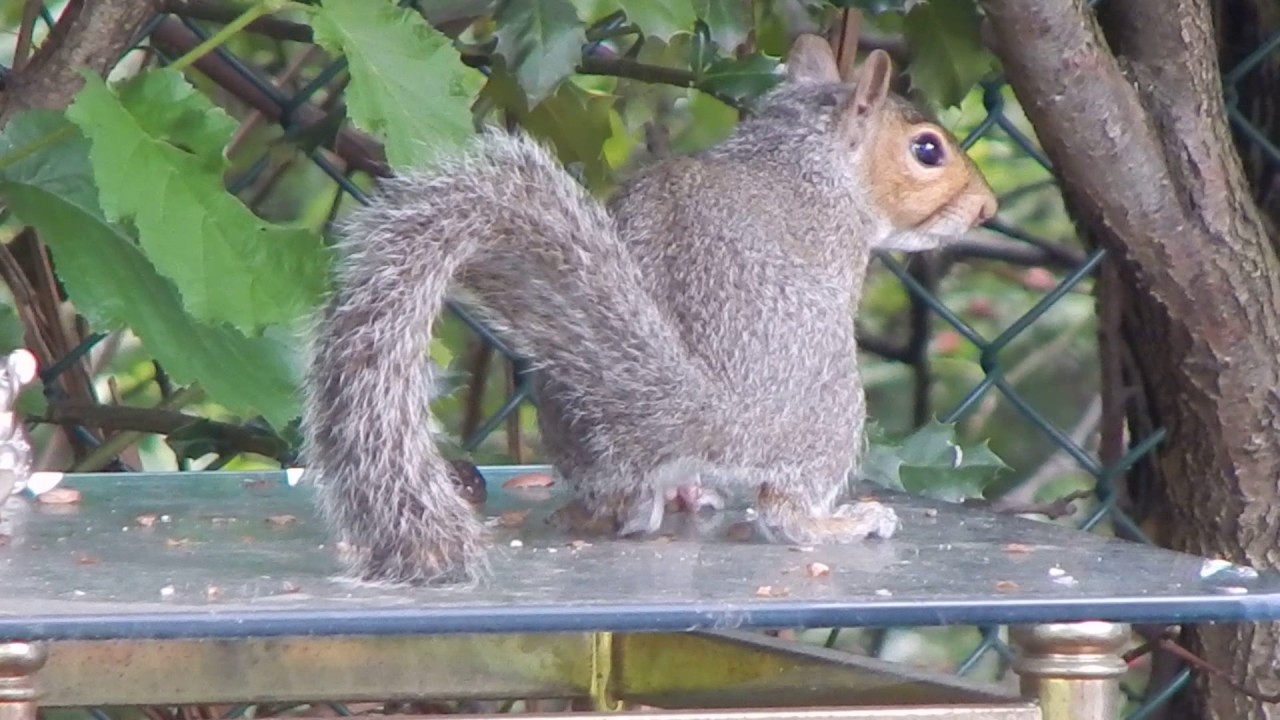 Professor squirrels visit - YouTube