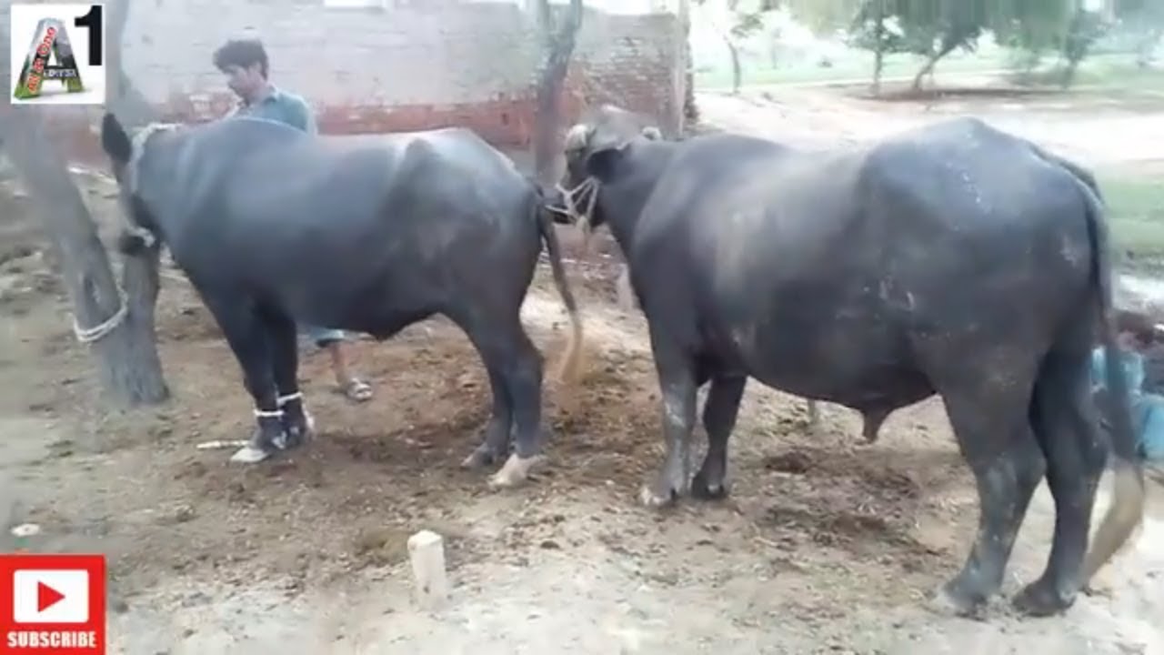 Buffalo mating|| bafalo breeding - YouTube