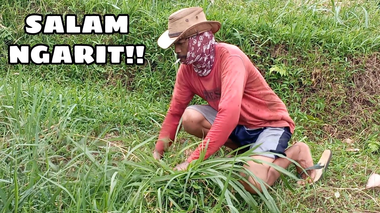 NGARIT RUMPUT UNTUK PAKAN DOMBA GARUT || SALAM NGARIT ‼️ - YouTube
