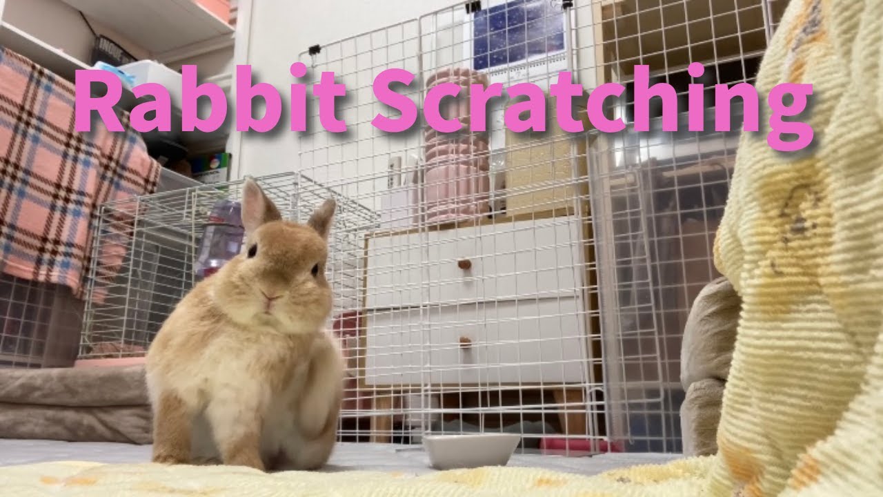 Rabbit Scratching - YouTube