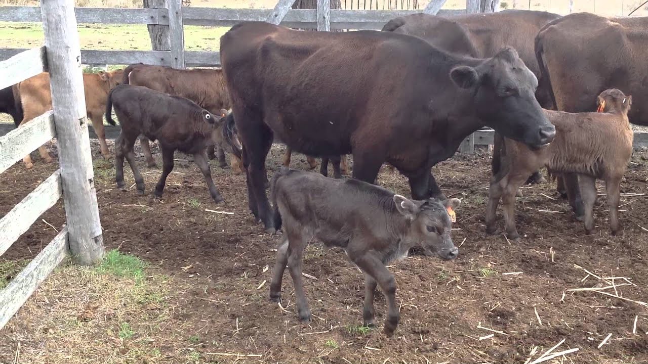 F1 Wagyu Cows & calves - YouTube
