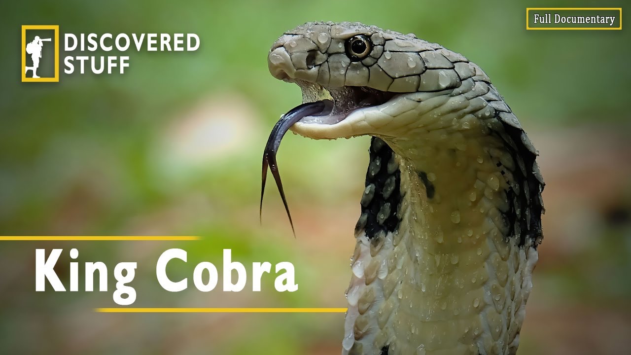 King Cobra || The Deadliest Snake in the World! - YouTube