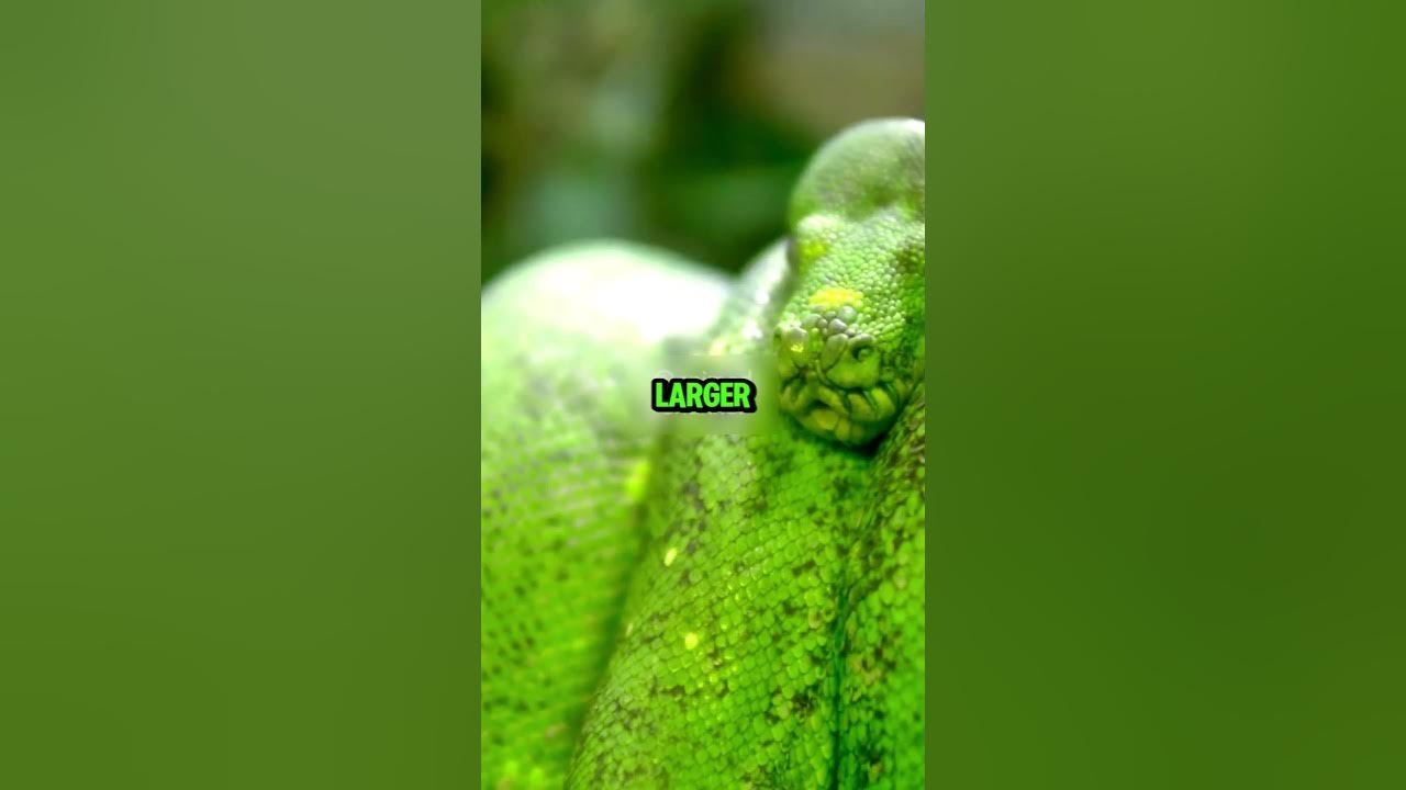 What Makes a Python Deadly to Humans ||@animedchannel - YouTube