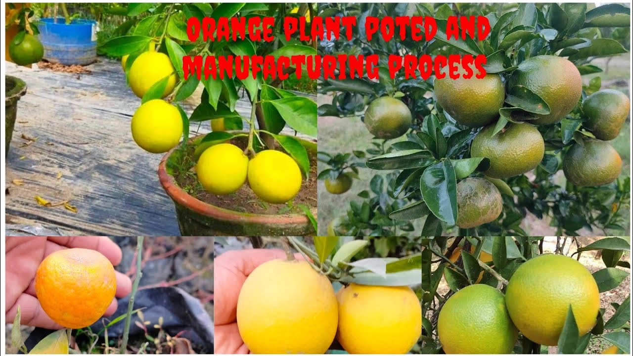 Chinese sweet orange with mother plant and flowers available| चीन स्वीट ...
