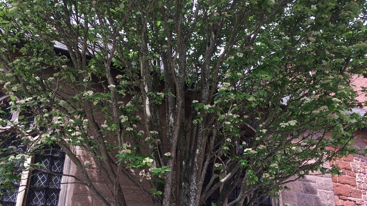 Bastard Service Tree - entire tree - May 2019 - YouTube