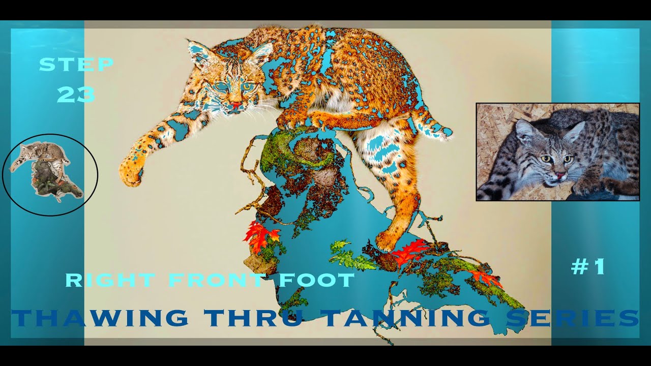 STEP 23 OF 43 ~ RIGHT FRONT FOOT #1 - YouTube