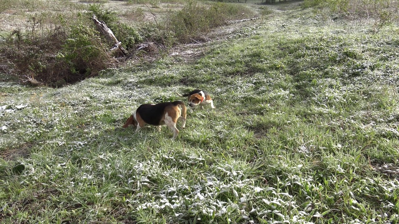 Skyview's Beagles With Mike Rice At Norther WV Beagle Club & Young ...