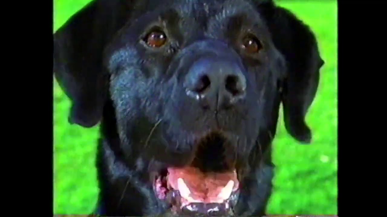 Lycos - 1998 Commercial - YouTube
