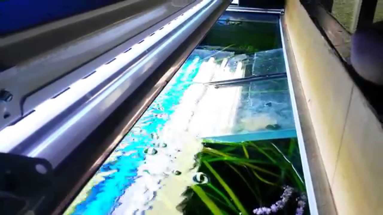 Fish tank failure? - YouTube
