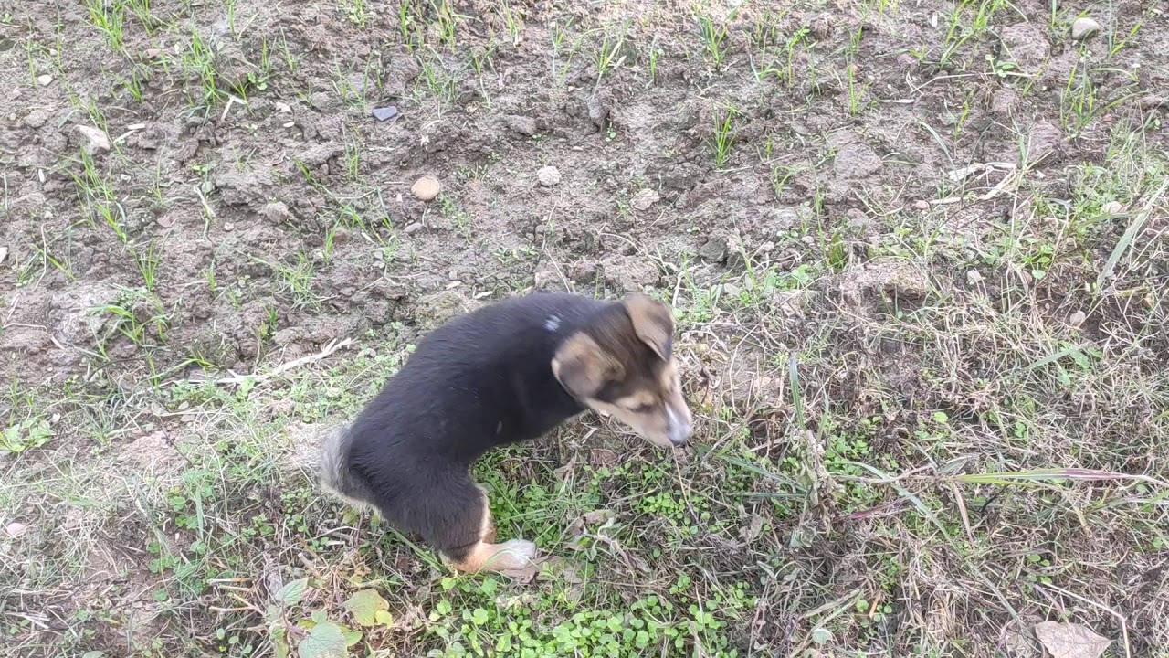 GADDI PUPPY bhotia dog cute puppy indian desi dog - YouTube