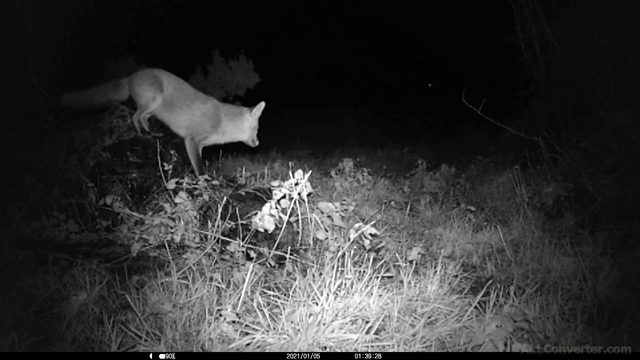 Apeman h40 16mp compact Trail-camera / My first opinion on the camera ...