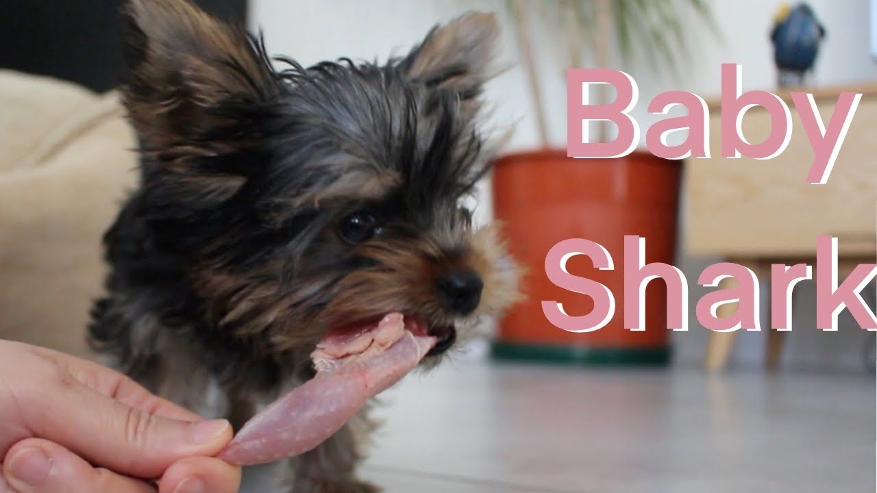 Penny 的日常｜Yorkie Puppy VS Quail Leg， 狗狗已经可以开始吃生肉啦（鹌鹑腿），B.A.R.F 的开始【大琳 ...