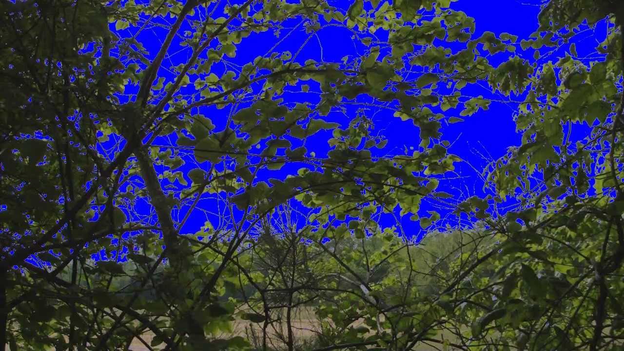 Trees in the Wind - Free Blue Screen - YouTube
