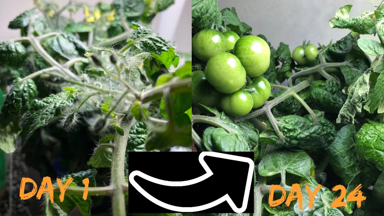 Tomato time-lapse 24 days flower to fruit - YouTube
