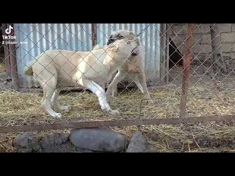 Azerbaycan çoban itleri