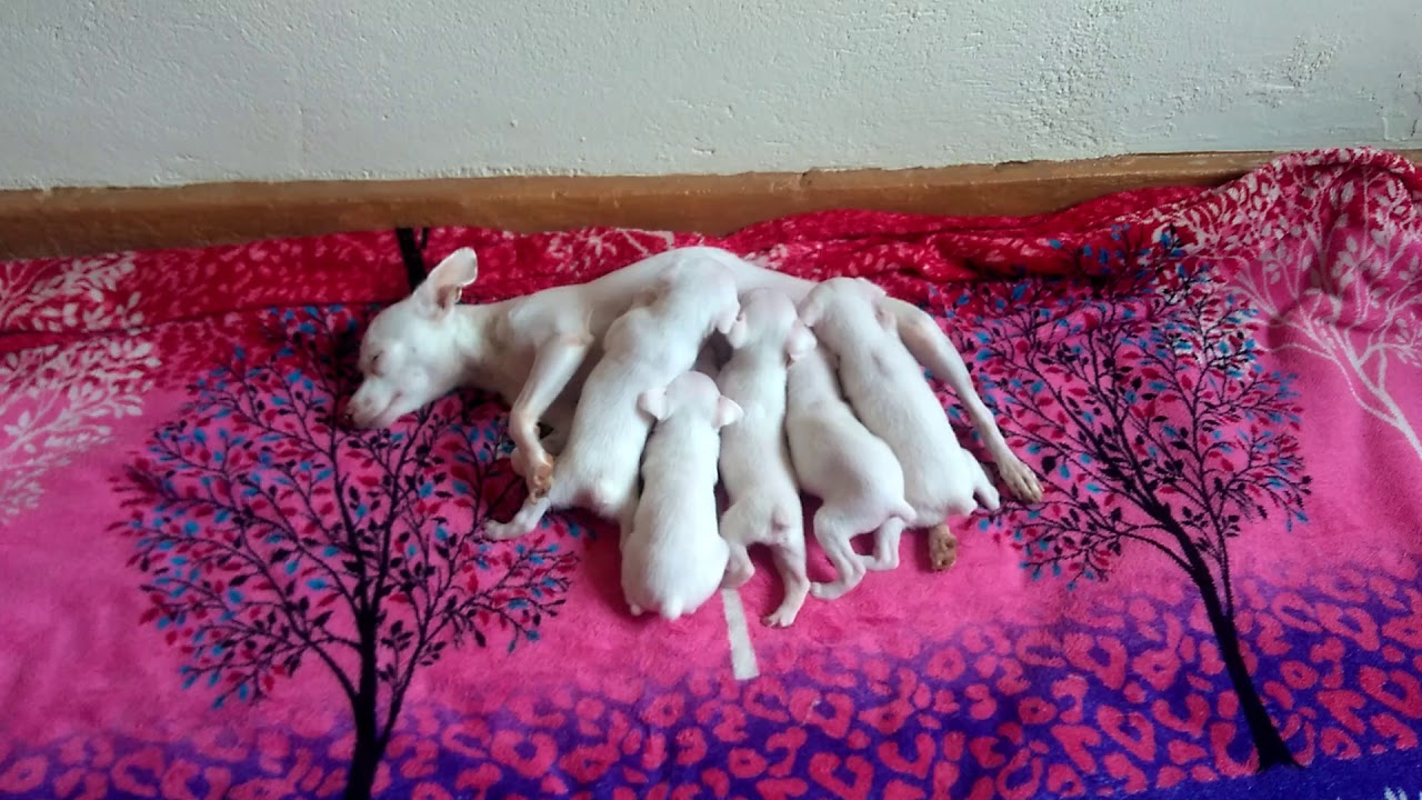 Pinscher albino - YouTube