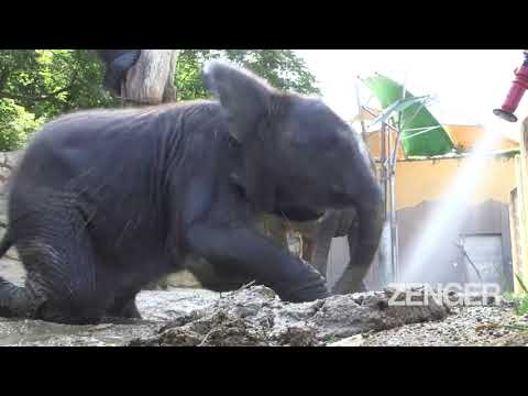 Young Zoo Elephant Unexpectedly Dies Of Heart Failure