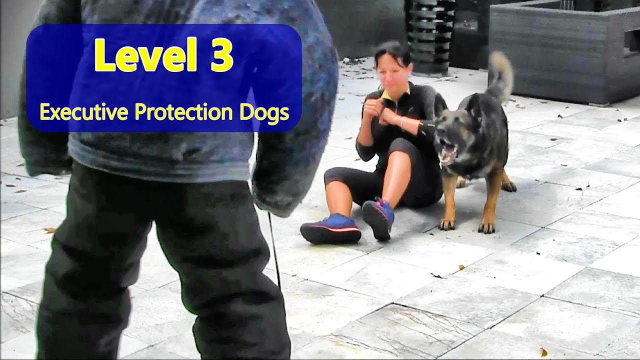 Level 3 Executive Protection Dogs - YouTube