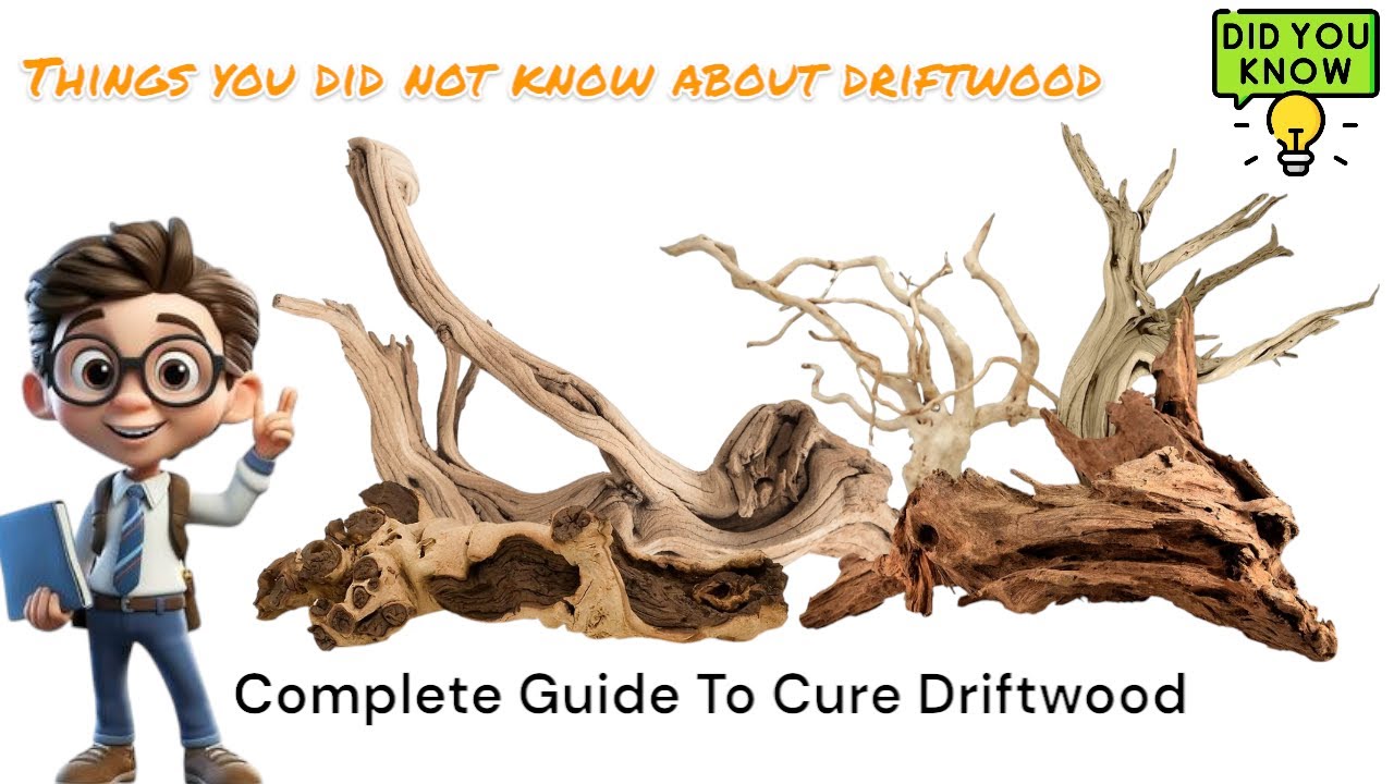 Drift wood curing process - YouTube