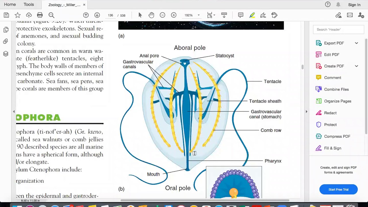 BSCI/ZoologyB/Phylum Ctenophora - YouTube
