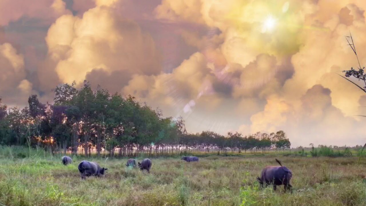 เพียงเธอ - FIIXD ft. YOUNGOHM & ZEESKY [ Cover - PP Film ] - YouTube