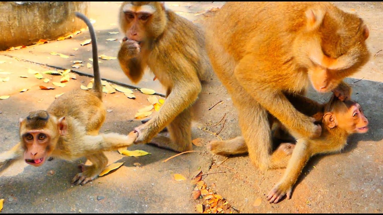 Pity(P0or monkey Saba)..! Monkey Sarika always grabs his food from him ...