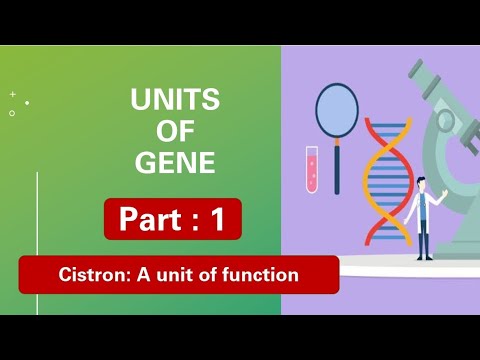 Units of gene | part 1 | Cistron | Muton | Recon | As function - YouTube